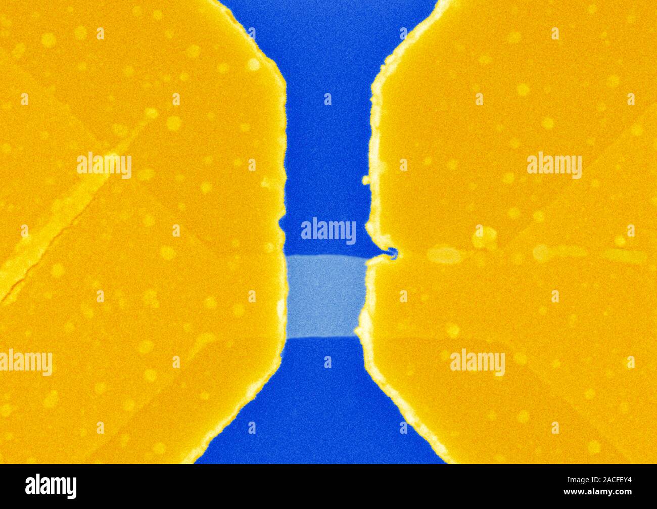 Graphene transistor. Coloured scanning electron micrograph (SEM) of a ...