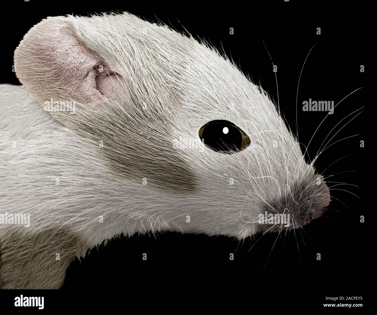 Fancy mouse. Coloured scanning electron micrograph (SEM) of the head of ...