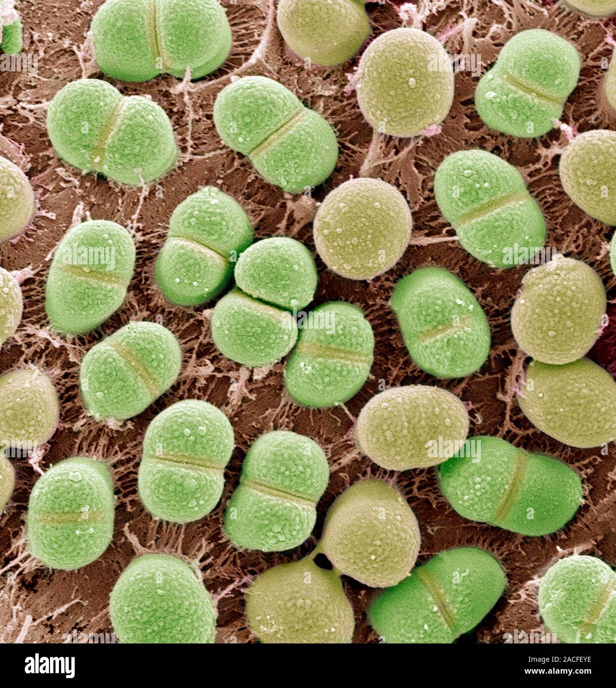 Algae. Coloured scanning electron micrograph (SEM) of single-celled ...