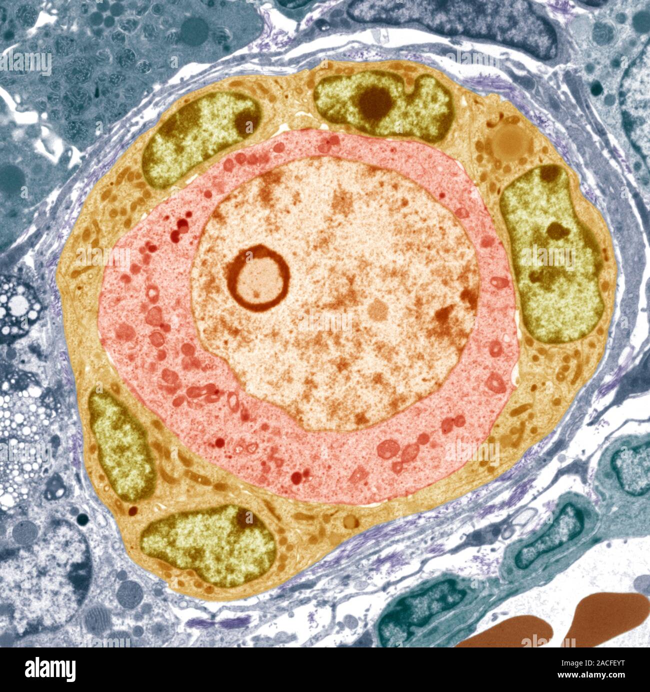 Ovarian follicle. Coloured transmission electron micrograph (TEM) of a ...
