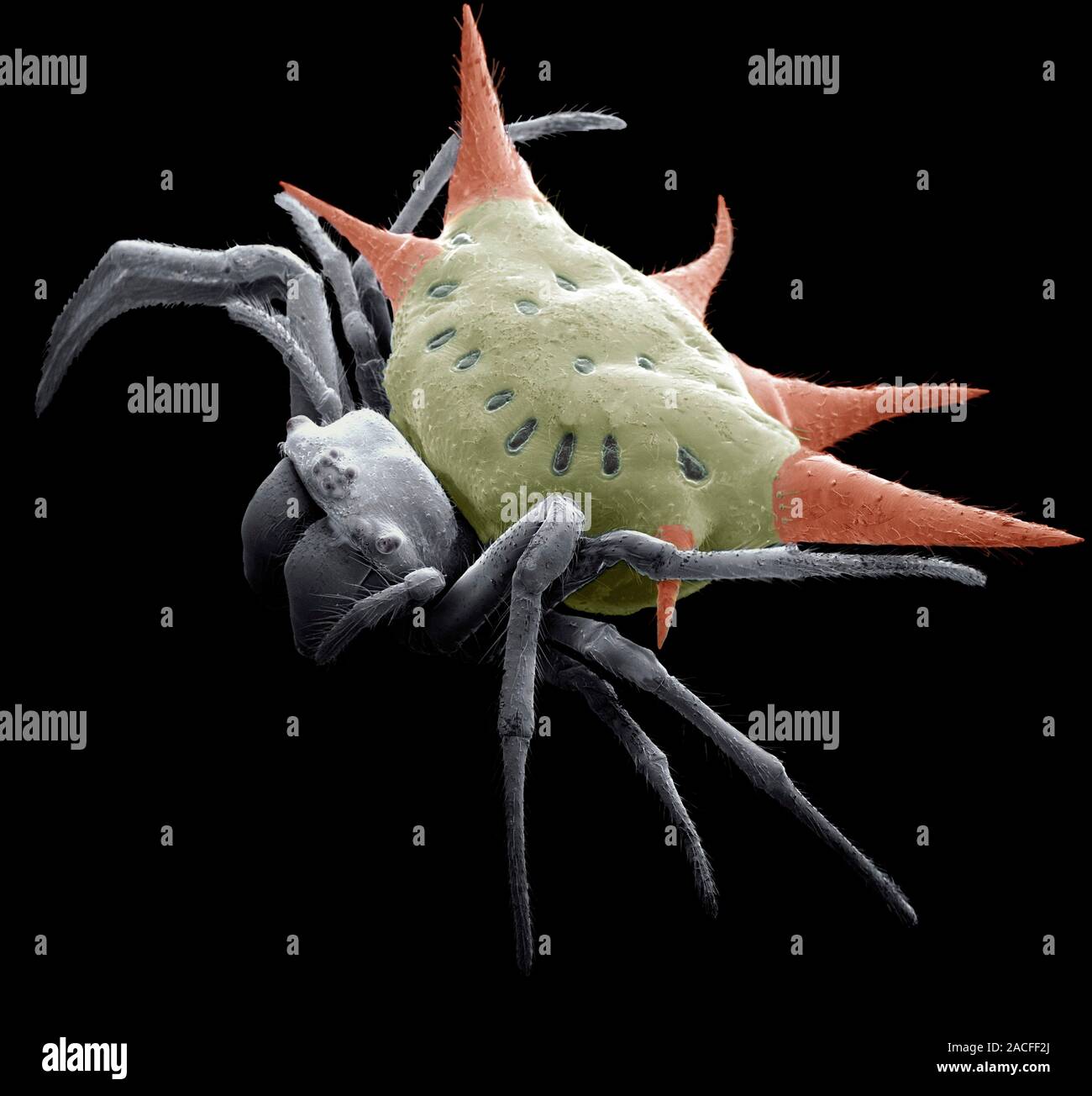 Spiny spider. Coloured scanning electron micrograph (SEM) of a spiny ...