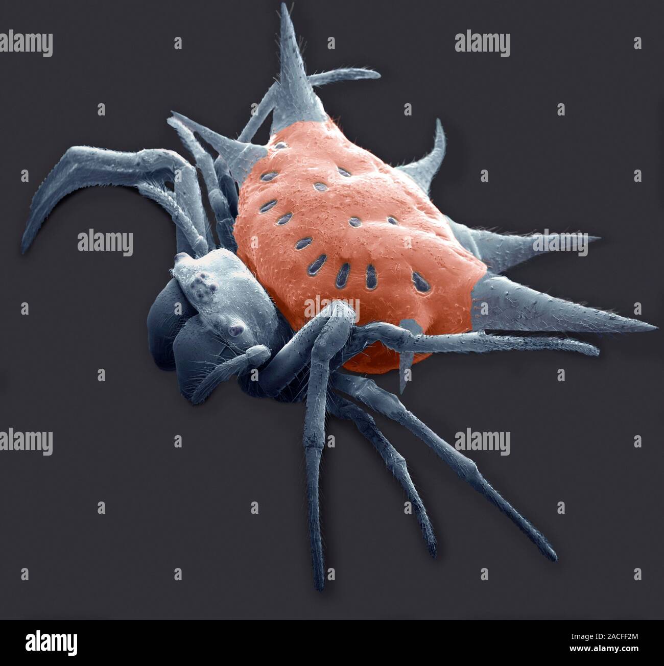 Spiny spider. Coloured scanning electron micrograph (SEM) of a spiny ...