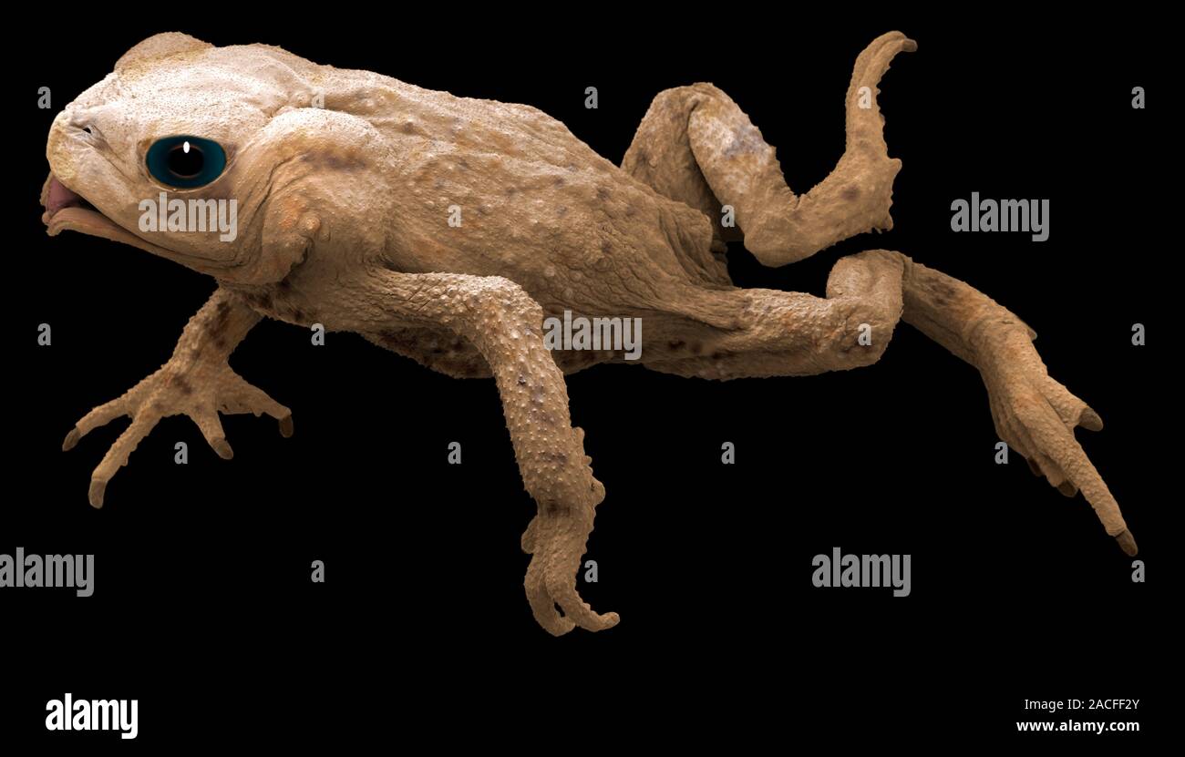 Common toad. Coloured scanning electron micrograph (SEM) of a young ...