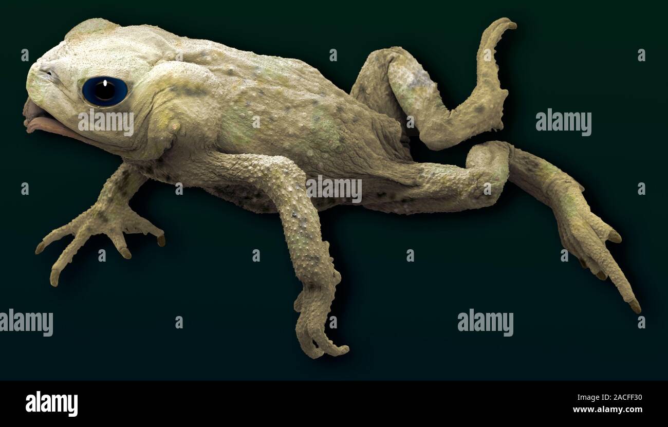 Common toad. Coloured scanning electron micrograph (SEM) of a young ...