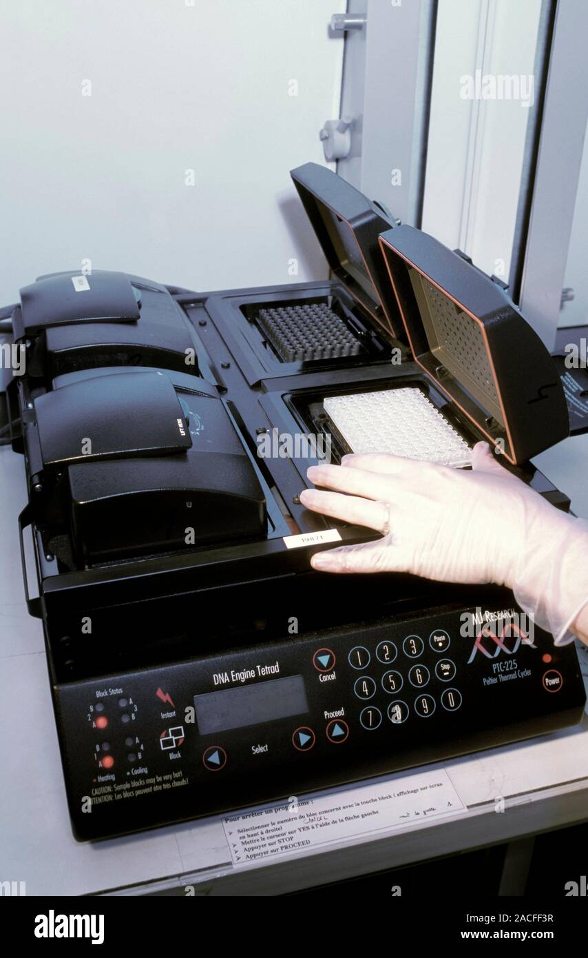 PCR genetic analysis. Researcher's hand placing DNA (deoxyribonucleic ...