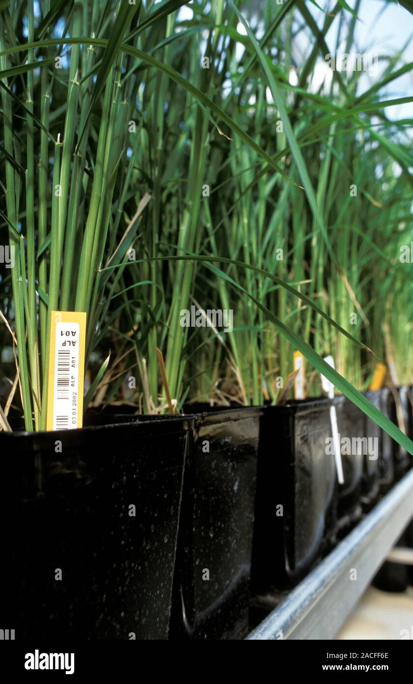 Transgenic rice research. Rows of transgenic rice plants being ...