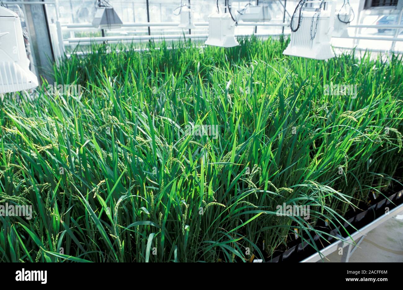 Transgenic rice research. Rows of transgenic rice plants being ...