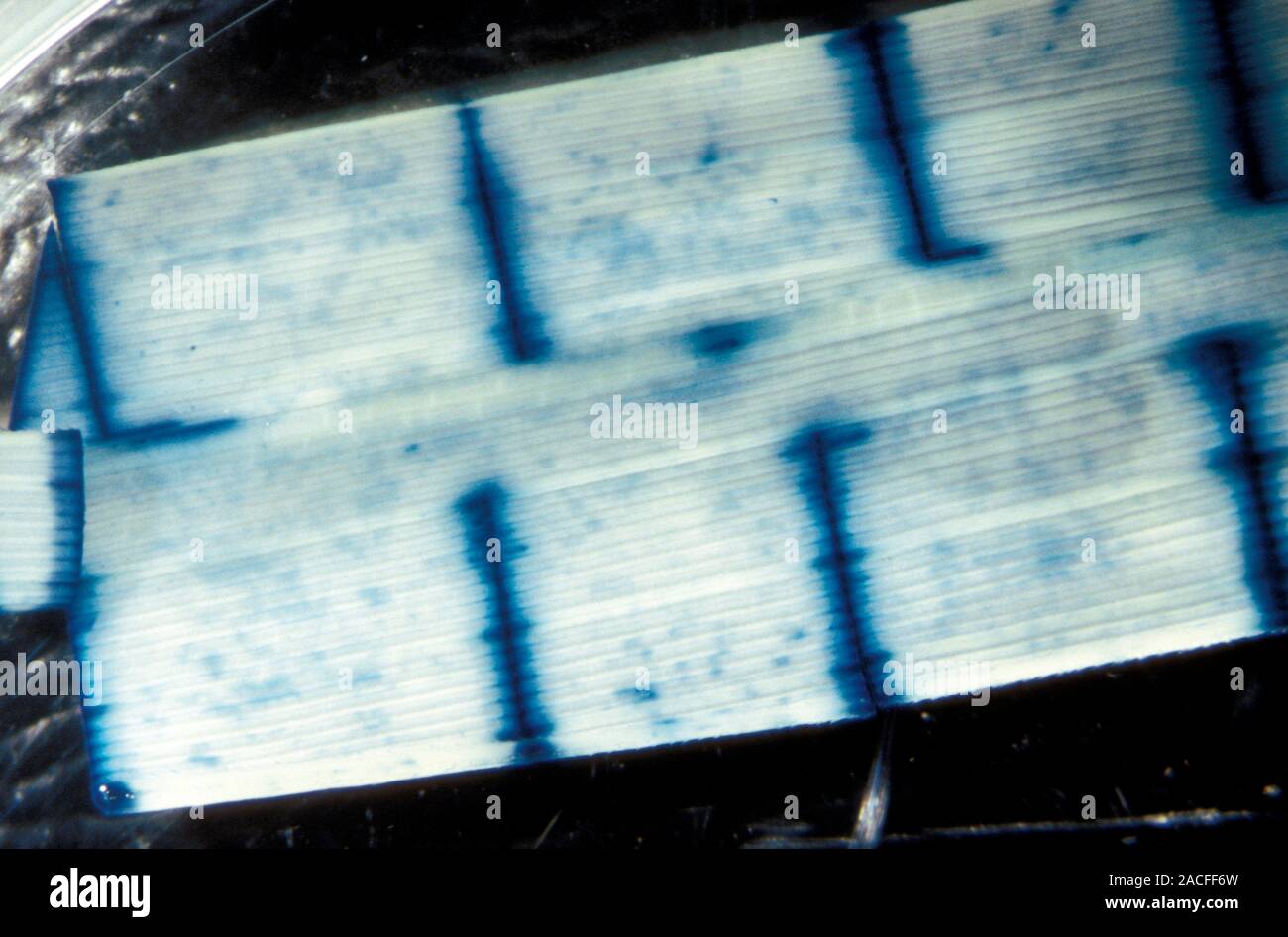 Genetic research. Gene expression test being carried out on transgenic ...