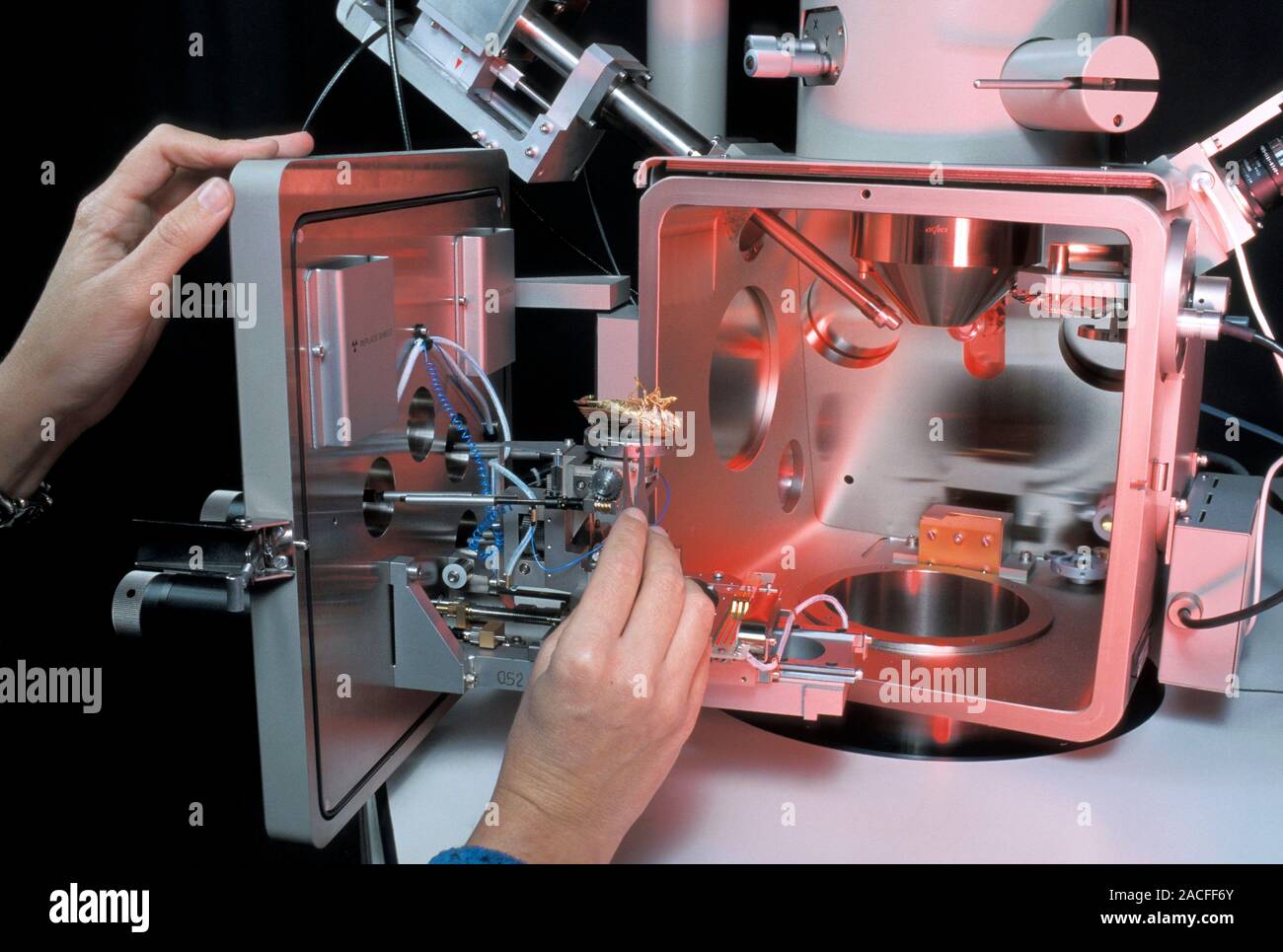 Preparing a scanning electron microscope. Researcher preparing to place ...