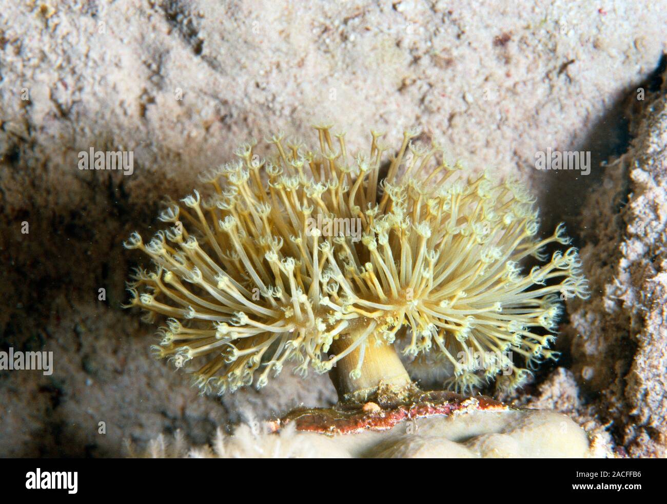 Sarcophyton sp. coral, with feeding polyps extended, Red Sea, Egypt ...