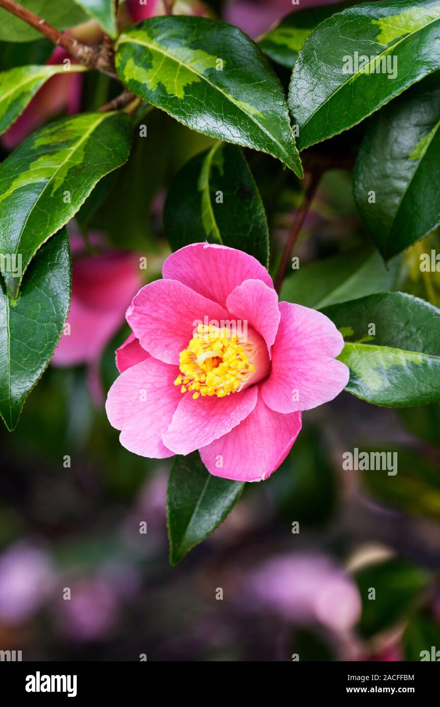 Camellia flower (Camellia x williamsii 'Golden Spangles' Stock Photo ...