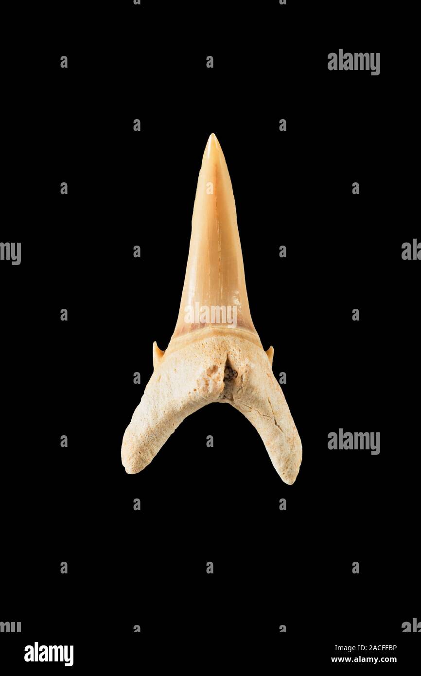 Fossil shark tooth (Carcharias africana). Example of the tooth of this ...