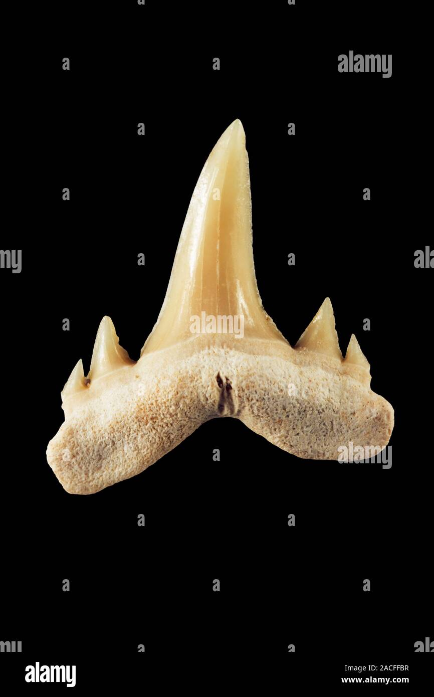 Fossil shark tooth (Carcharias vincentii). Example of the tooth of this ...