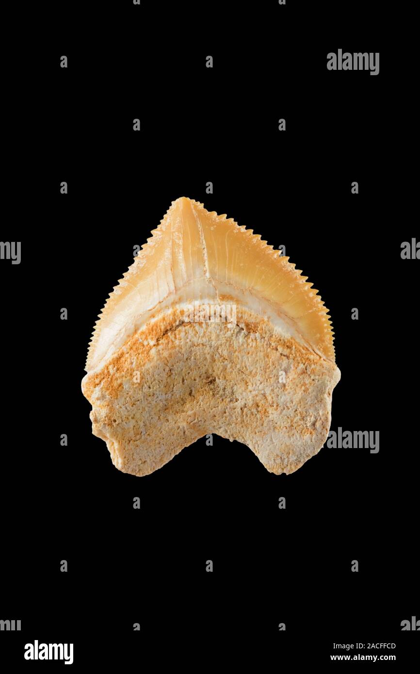 Fossil shark tooth (Squalicorax pristodontus). Example of the tooth of ...