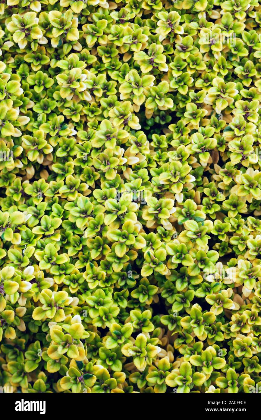 Thymus pulegioides 'Archer's Gold'. syn. Thymus citriodorus 'Archer's ... Thymus pulegioides 'Archer's Gold'. syn. Thymus citriodorus 'Archer's ...