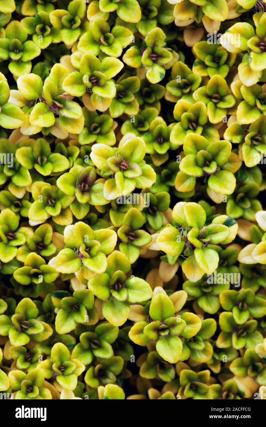 Thymus pulegioides 'Archer's Gold'. syn. Thymus citriodorus 'Archer's ... Thymus pulegioides 'Archer's Gold'. syn. Thymus citriodorus 'Archer's ...