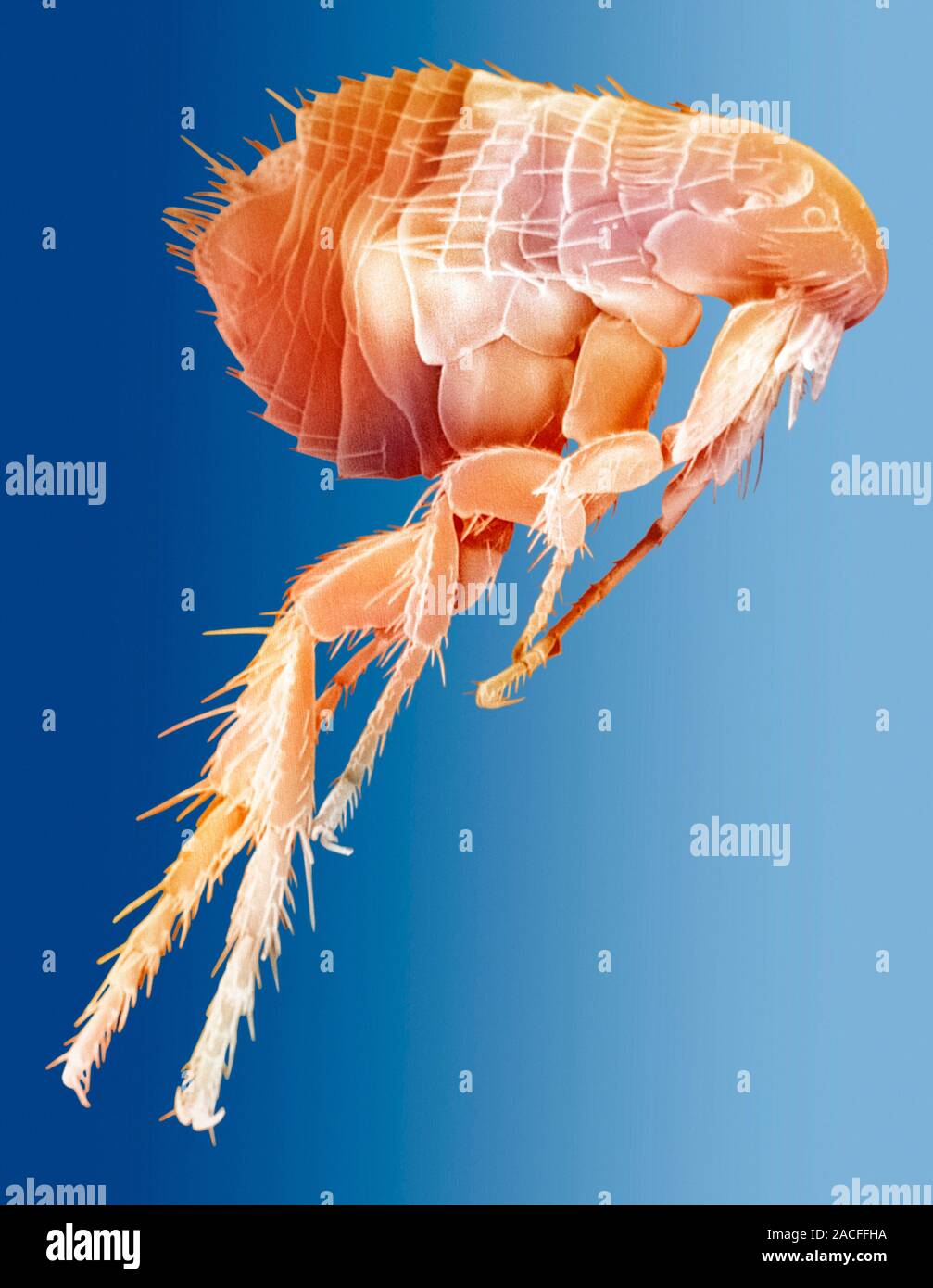 Flea. Coloured scanning electron micrograph (SEM) of a flea (order ...