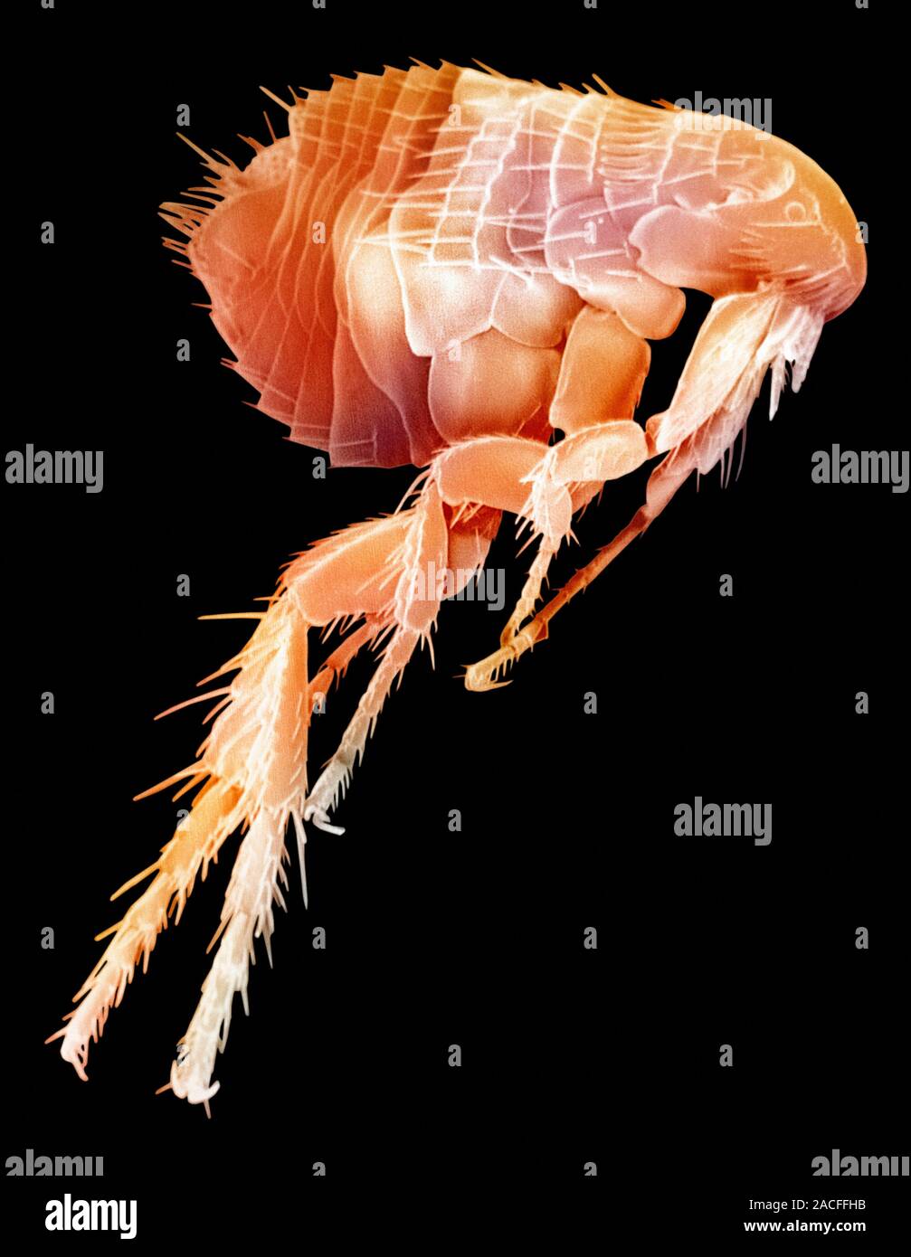 Flea. Coloured scanning electron micrograph (SEM) of a flea (order ...