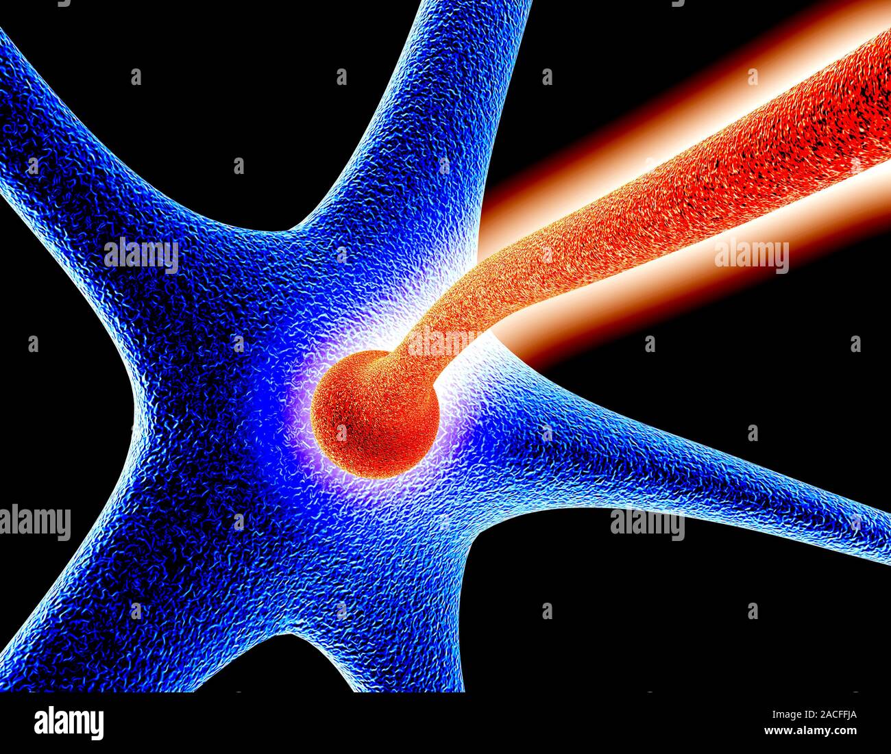 Nerve cell synapse, computer artwork. Nerve cells, or neurons, are ...