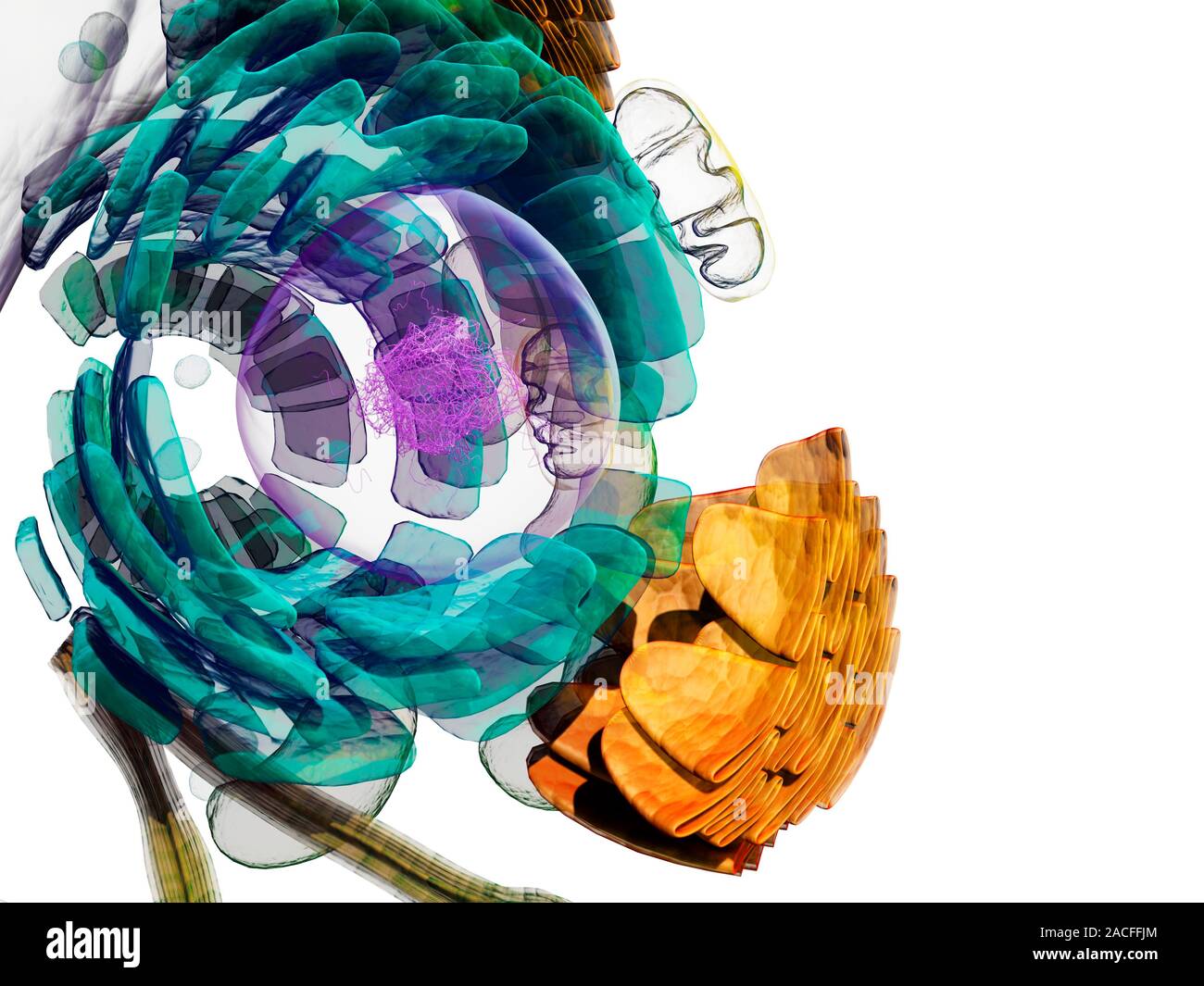 Animal cell. Computer artwork of an expanded animal cell. At centre ...