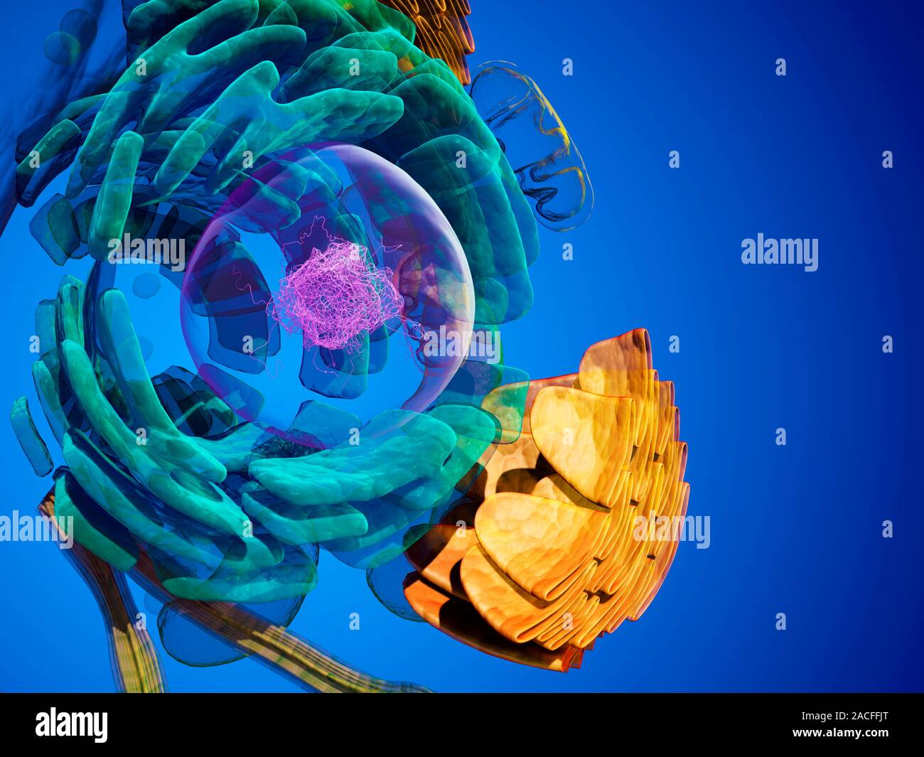 Animal cell. Computer artwork of an expanded animal cell. At centre ...