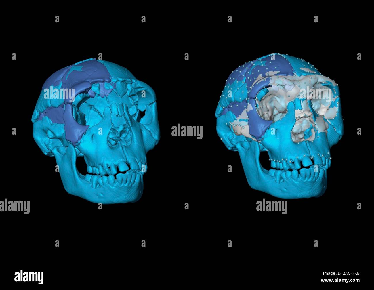 Turkana boy skulls. 3D computer image of Turkana boy, the name given to ...