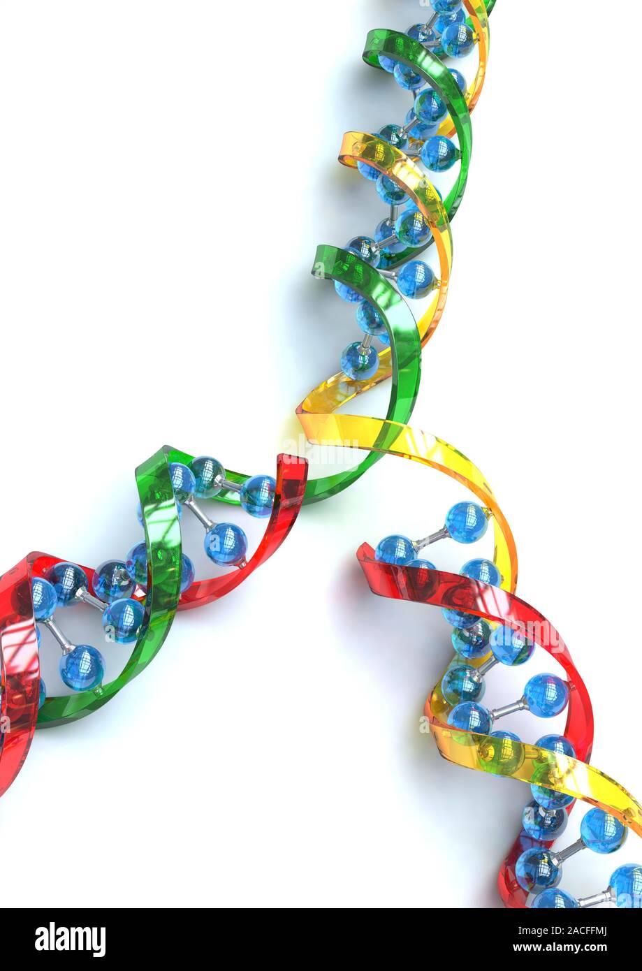 DNA replication. Computer artwork of a DNA (deoxyribonucleic acid ...