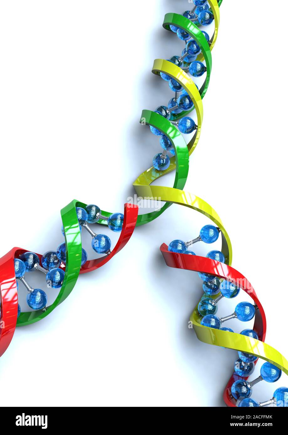 DNA replication. Computer artwork of a DNA (deoxyribonucleic acid ...