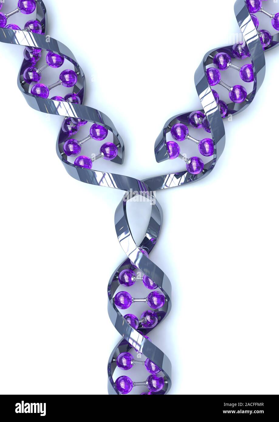 DNA replication. Computer artwork of a DNA (deoxyribonucleic acid ...