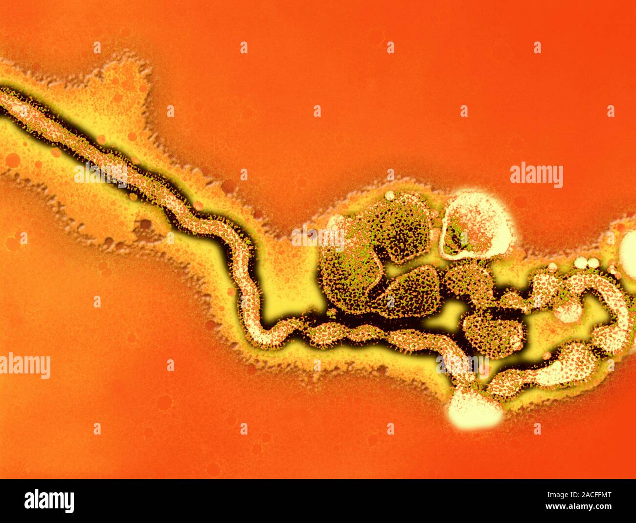 Influenza C virus. Coloured transmission electron micrograph (TEM) of ...