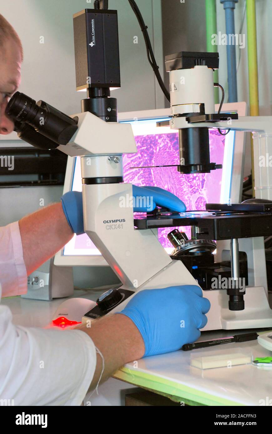 Light microscopy. Researcher using a light microscope. The image from ...