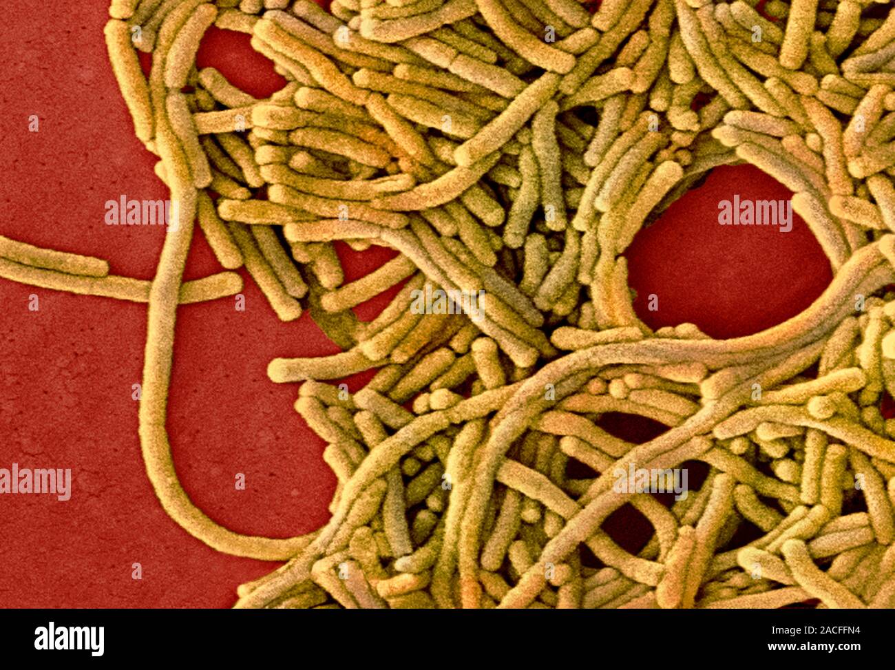 Legionella bacteria. Coloured scanning electron micrograph (SEM) of ...