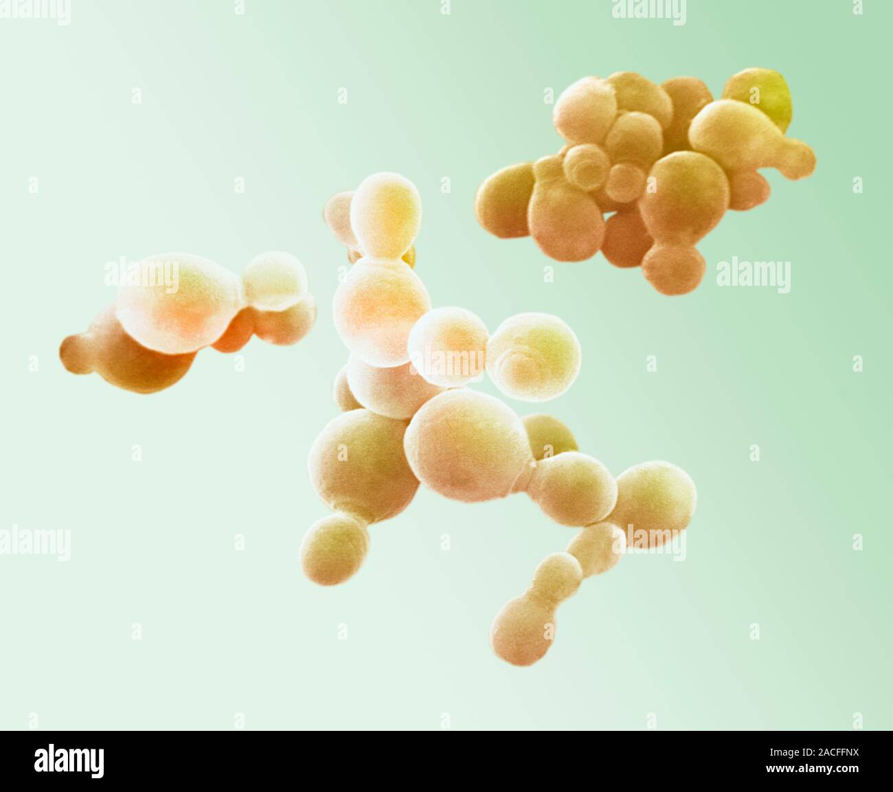 Skin fungus. Coloured scanning electron micrograph (SEM) of spore ...