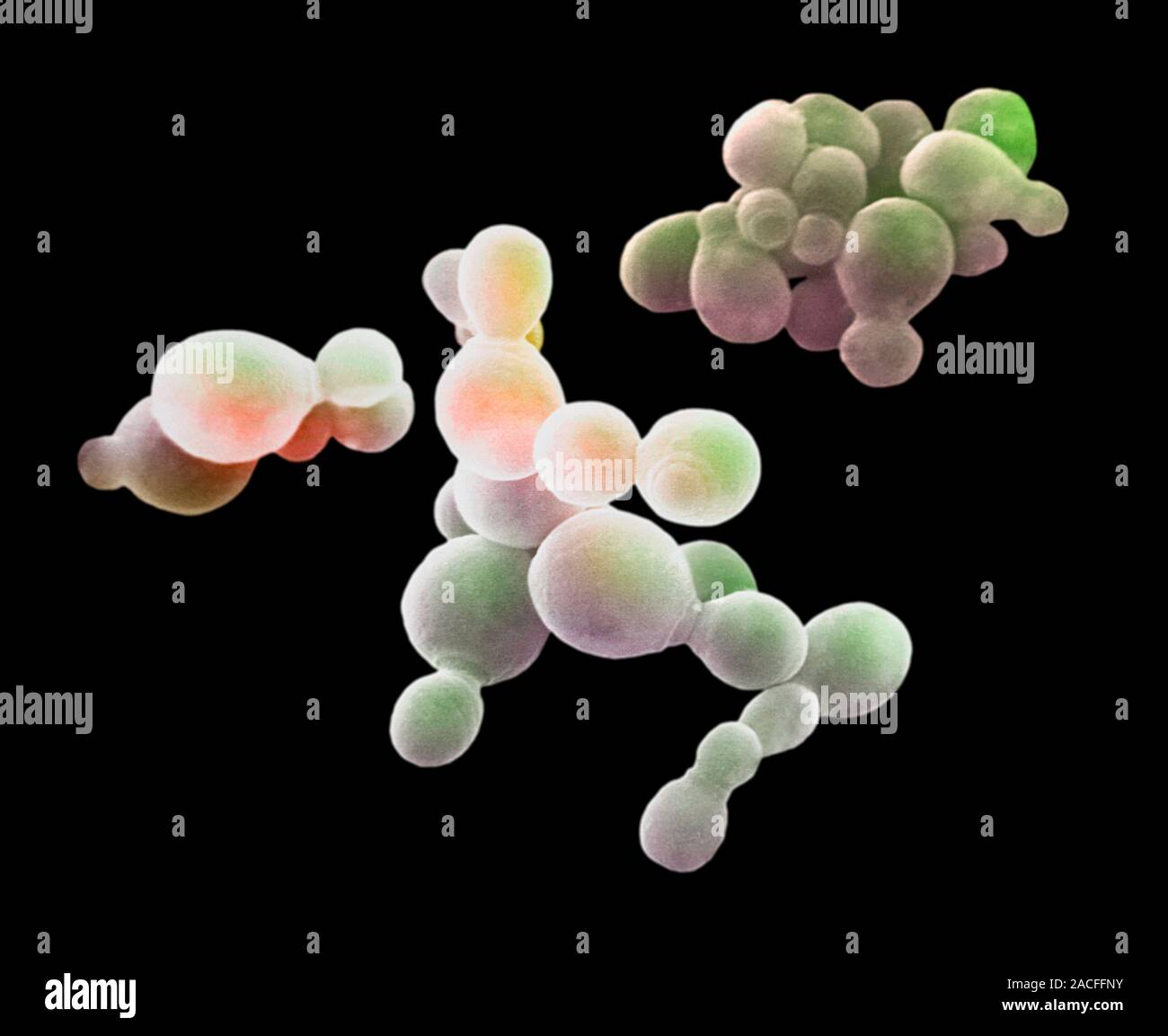 Skin fungus. Coloured scanning electron micrograph (SEM) of spore ...