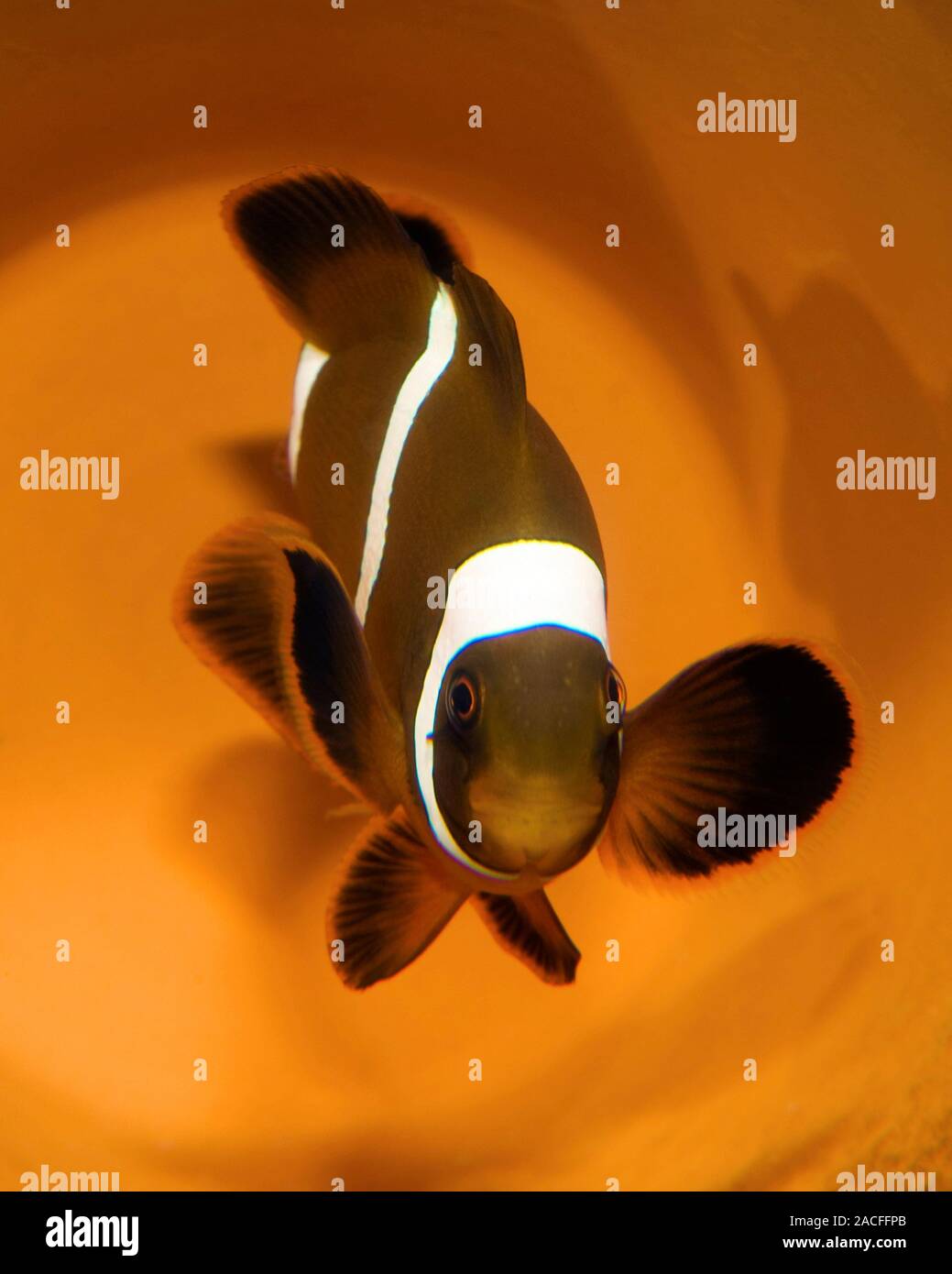 Three-band anemonefish (Amphriprion tricinctus) in a breeding farm ...