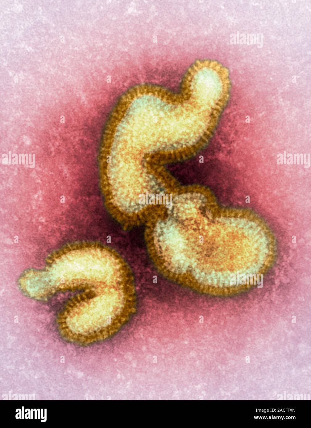 H1N1 Influenza A virus particles, coloured transmission electron ...