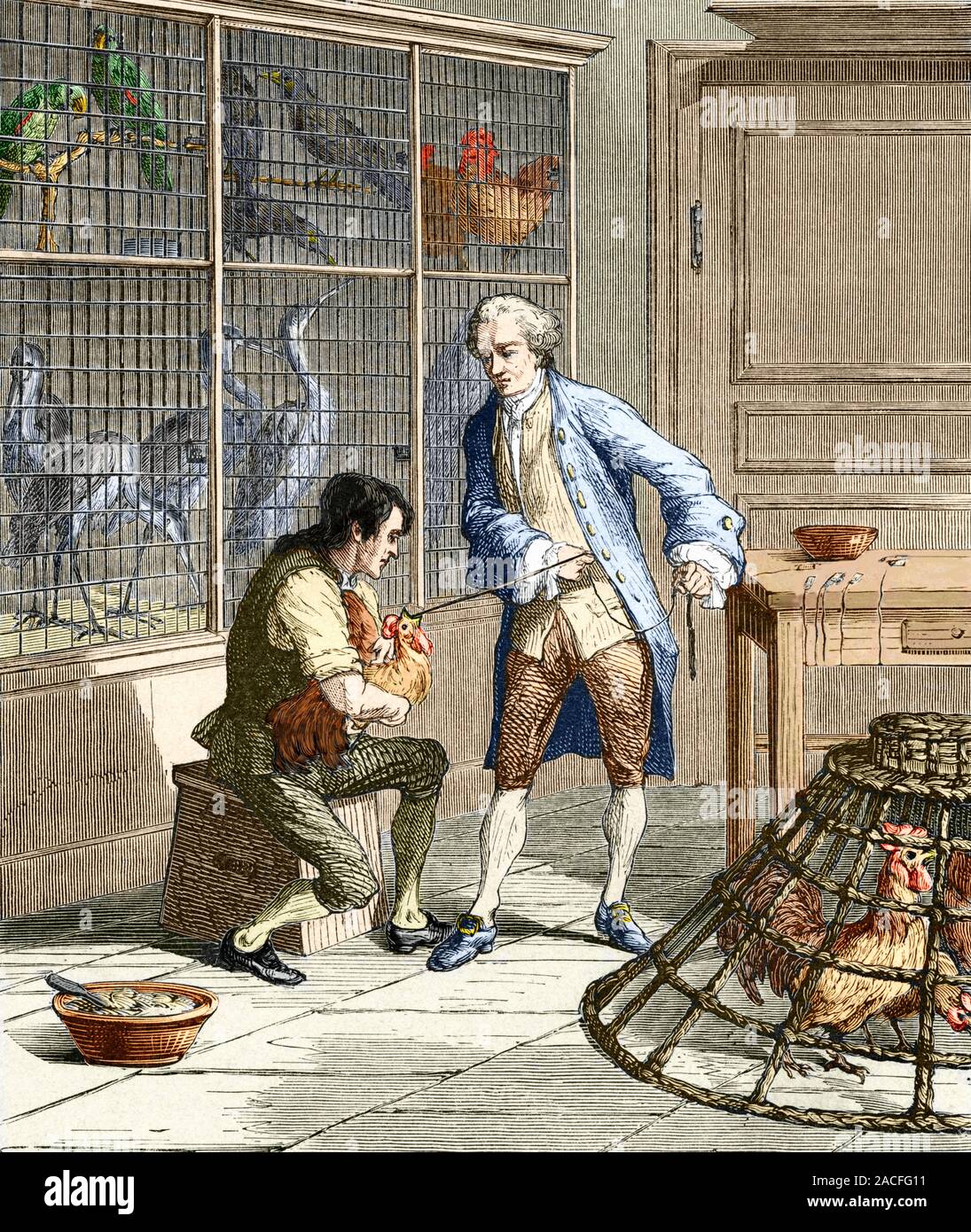 Spallanzani's digestion experiment. Historical artwork of an experiment ...