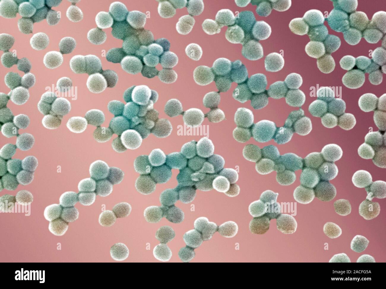 MRSA bacteria, coloured scanning electron micrograph (SEM). Methicillin-resistant Staphylococcus ...