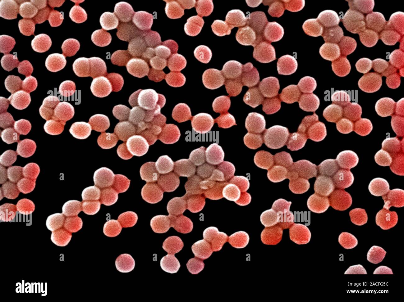 MRSA bacteria, coloured scanning electron micrograph (SEM). Methicillin-resistant Staphylococcus ...