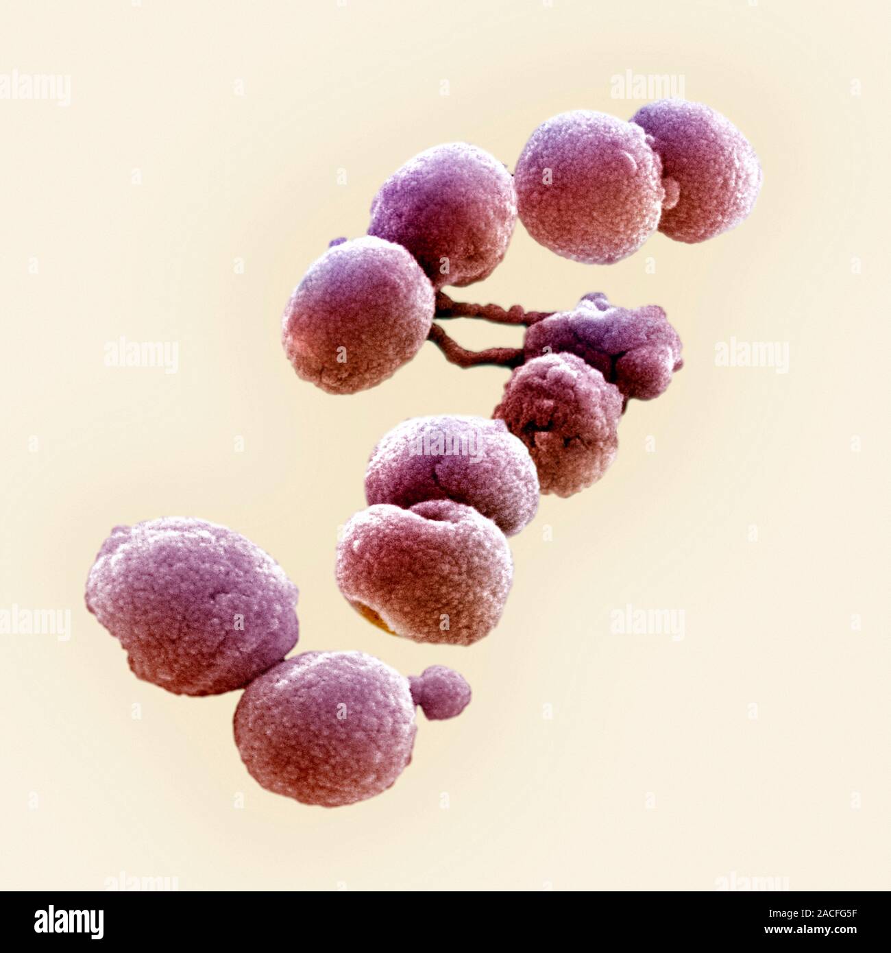 Streptococcus pneumoniae, coloured scanning electron micrograph (SEM ...