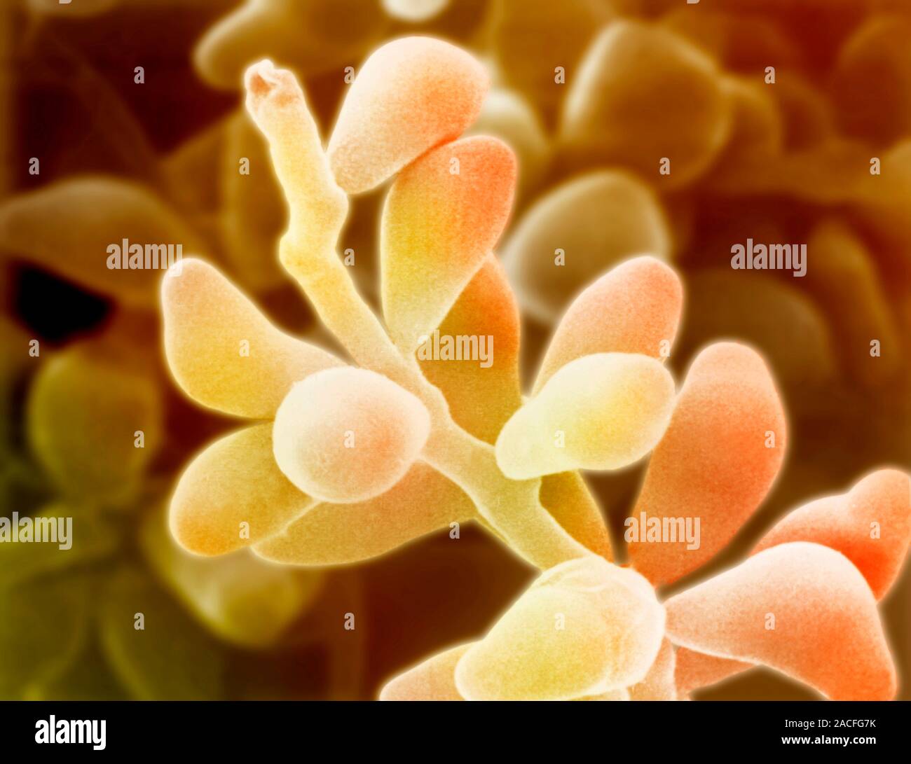 Curvularia geniculata fungus. Coloured scanning electron micrograph ...