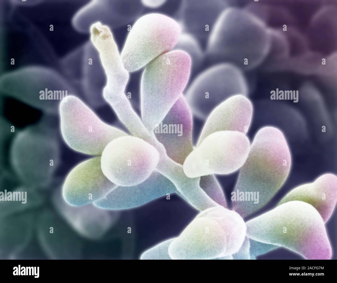 Curvularia geniculata fungus. Coloured scanning electron micrograph ...