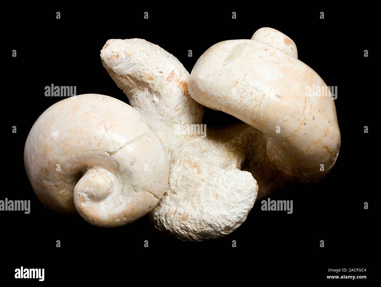 Fossil molluscs (Caprina adversa). These fossils are rudists, a group ...