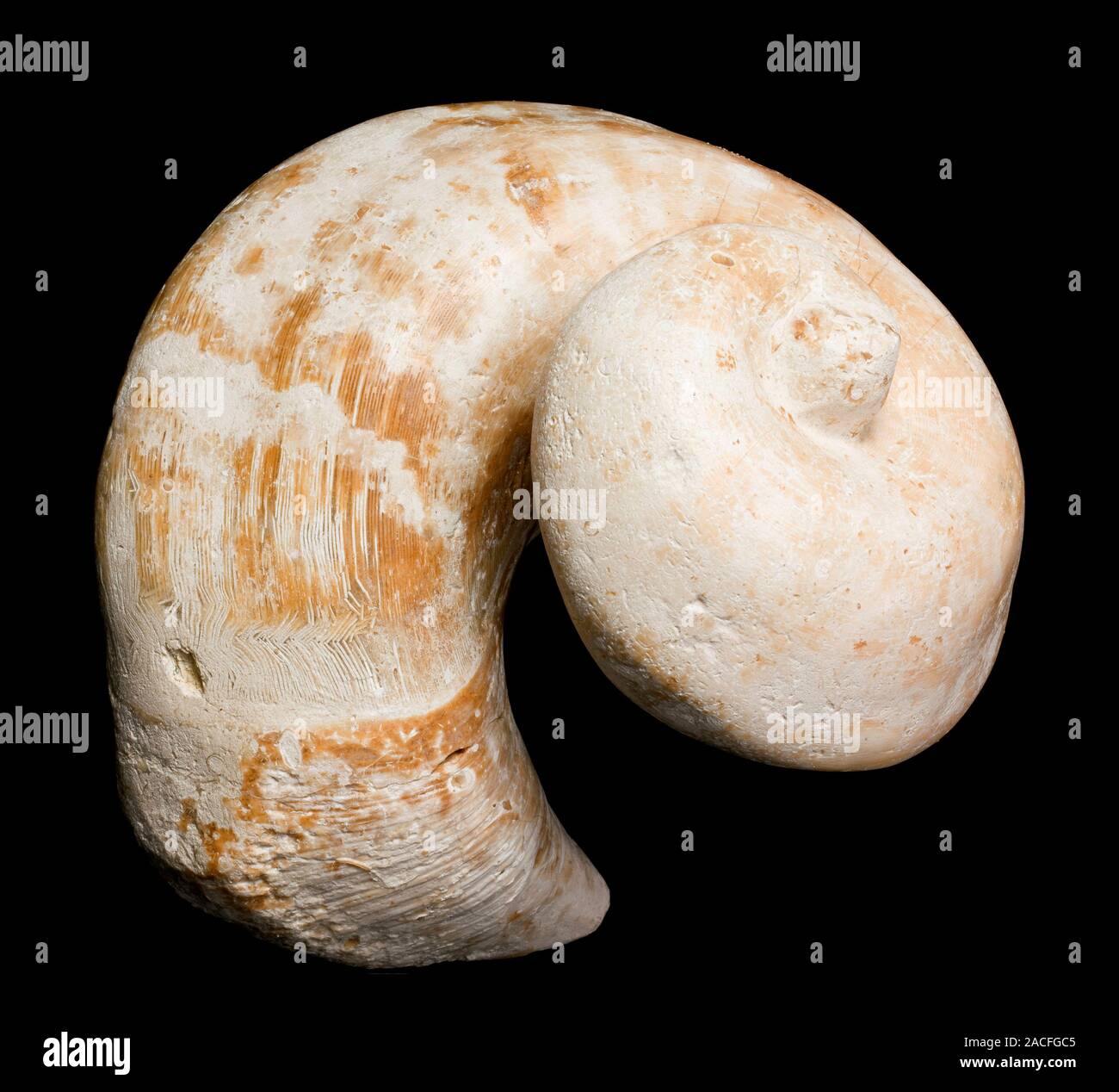 Fossil mollusc (Caprina adversa). This fossil is a rudist, a group of ...