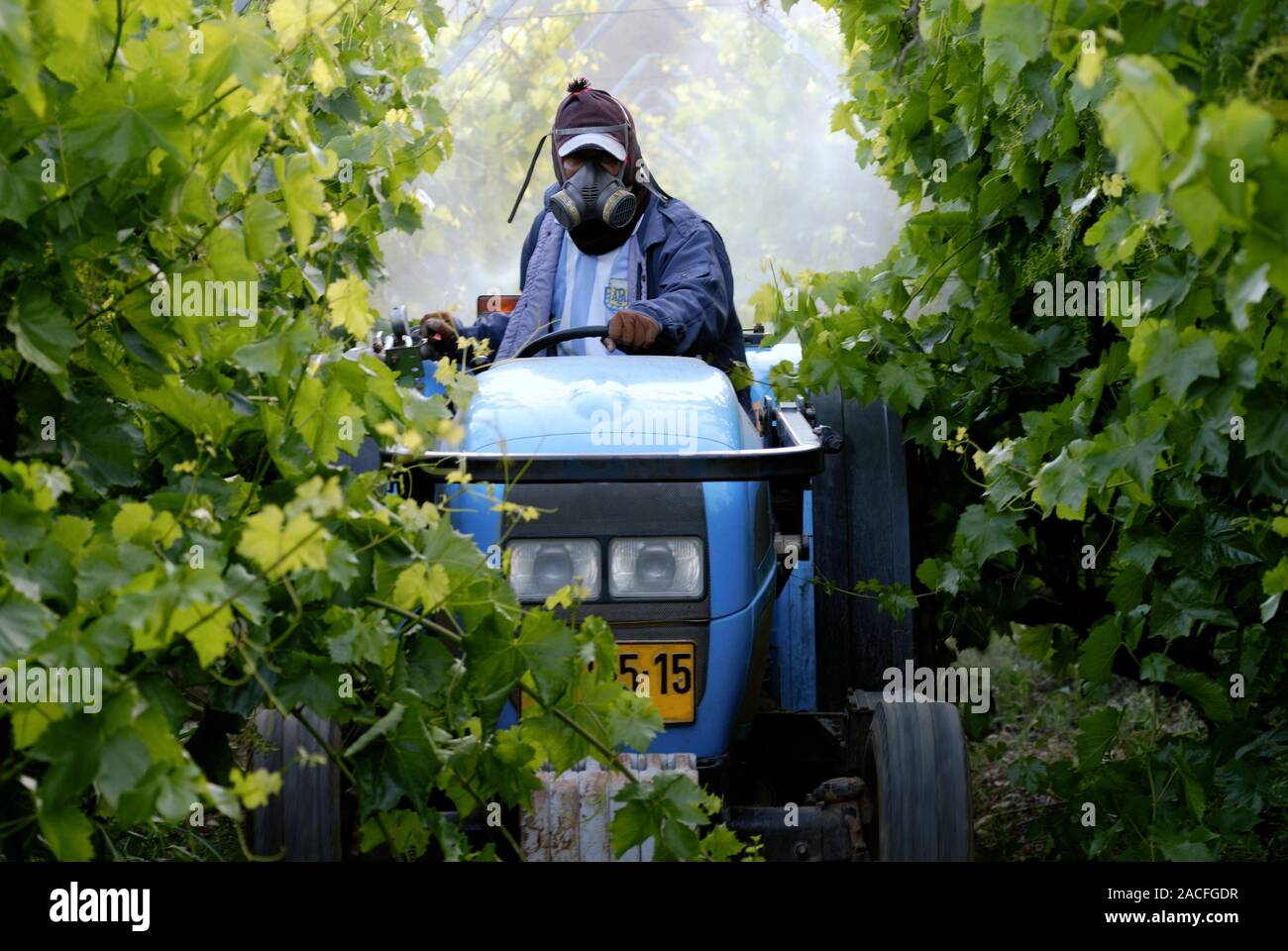 Crop spraying. Farm worker spraying insecticide onto grape (Vitis sp.) vines. Photographed in ...