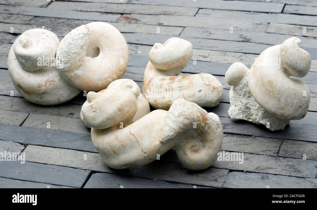 Fossil molluscs (Caprina adversa). These fossils are rudists, a group ...