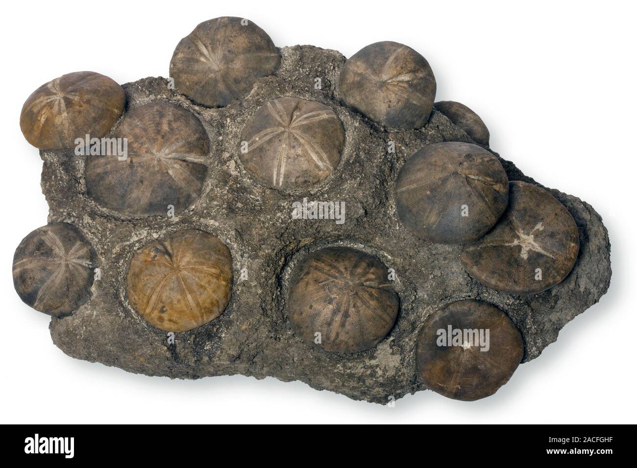 Sea urchin fossils. Rock containing fossils of Clypeus ploti sea ...