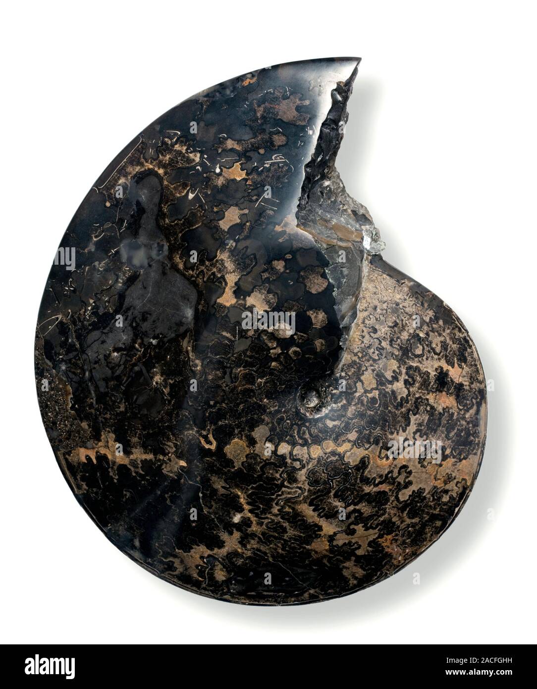 Ammonite Sphenodiscus sp. fossil. Ammonites were marine invertebrates ...