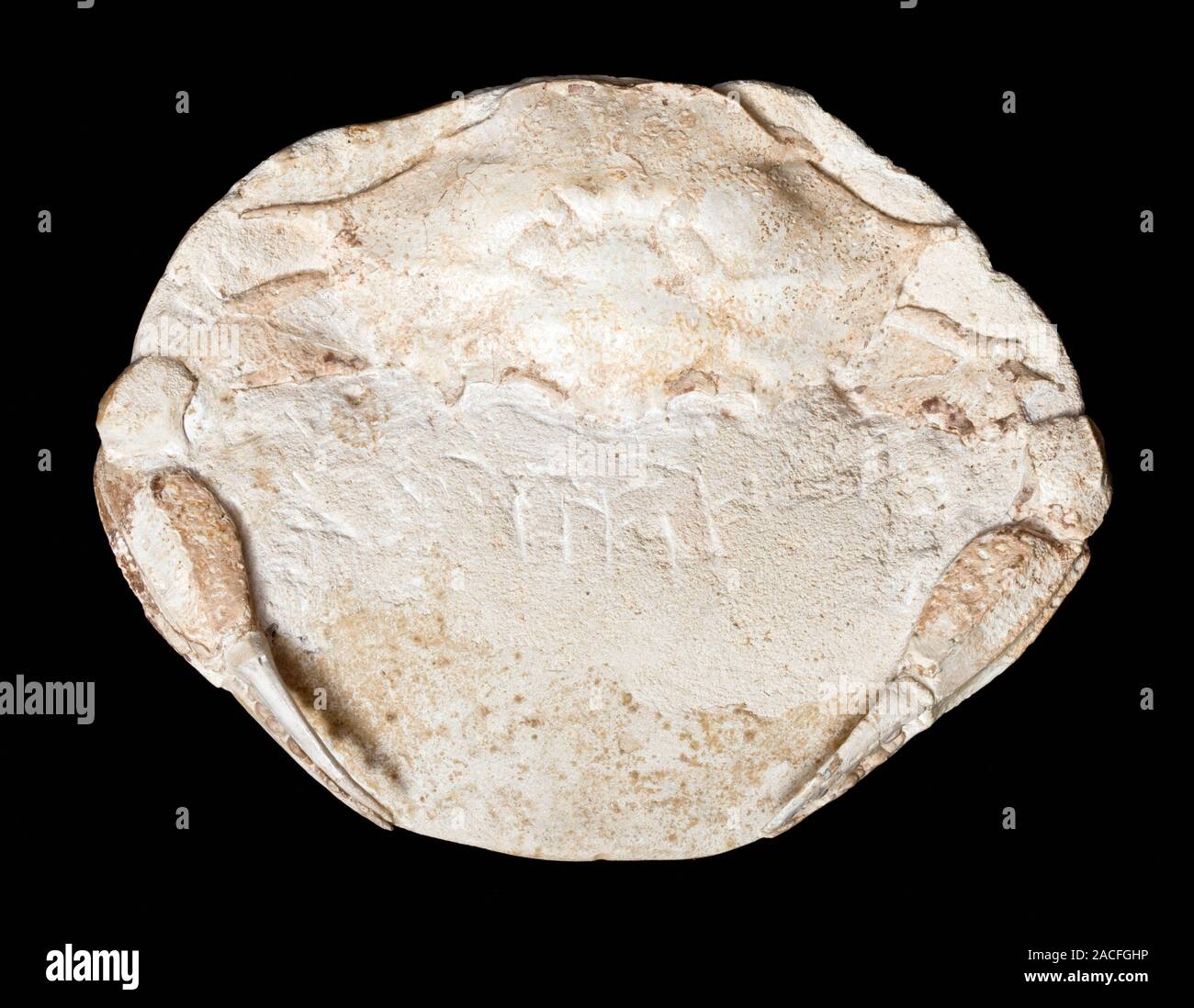 Crab fossil. The crab's claws can be seen at lower right and lower left ...