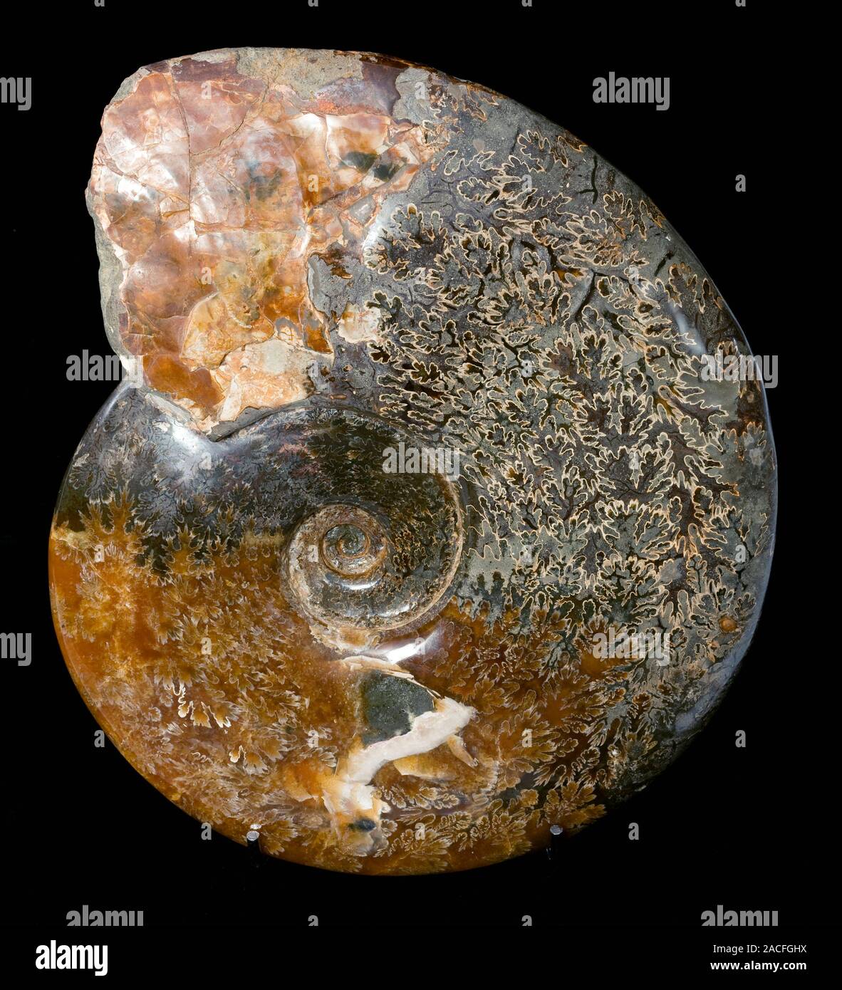 Ammonite Cleoniceras sp. fossil. Ammonites were marine invertebrates ...